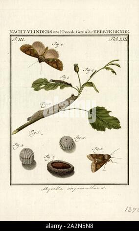 Miselia, Print, Hadena is a genus of moths of the family Noctuidae ...