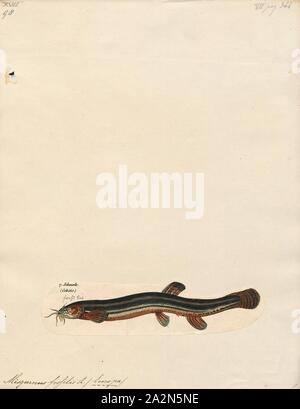 Fish Weather loach (Misgurnus fossilis) on the background of a 5 mm ...