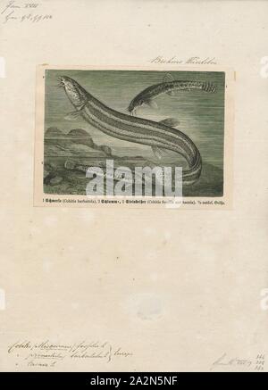 Misgurnus fossilis, commonly known as the weatherfish or European ...