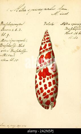 Mitra episcopalis, Print, Mitra mitra, common name the episcopal miter ...