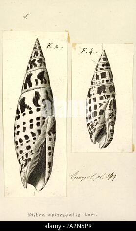 Mitra episcopalis, Print, Mitra mitra, common name the episcopal miter ...