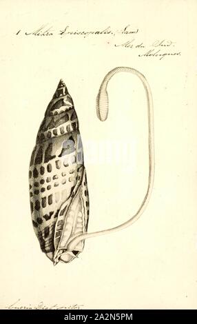Mitra episcopalis, Print, Mitra mitra, common name the episcopal miter ...