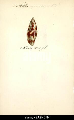 Mitra episcopalis, Print, Mitra mitra, common name the episcopal miter ...