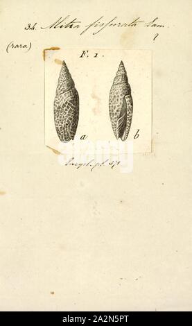 Mitra fissurata, Print, Swainsonia fissurata, common name : the ...