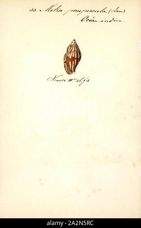Mitra paupercula, Print, Strigatella paupercula is a species of sea ...