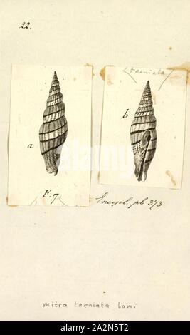 Mitra taeniata, Print, Vexillum (Vexillum) taeniatum, common name: the ...