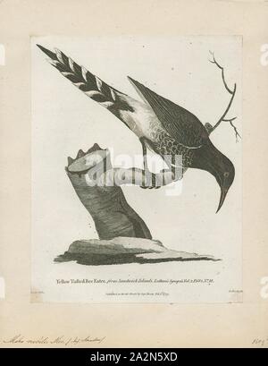 Moho nobilis, Print, The Hawaii 'ō'ō (Moho nobilis) is a member of the ...