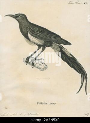 Moho nobilis, Print, The Hawaii 'ō'ō (Moho nobilis) is a member of the ...