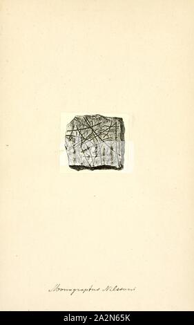 graptolite evolution