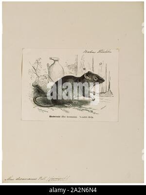 Mus decumanus, Print, 1700-1880 Stock Photo - Alamy