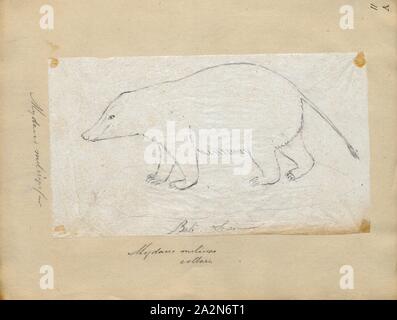 Sunda stink badger, Mydaus javanensis (Teledu, Mydaus meliceps ...