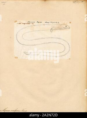 Myrus vulgaris, Print, The Painted eel (Echelus myrus) is an eel in the ...