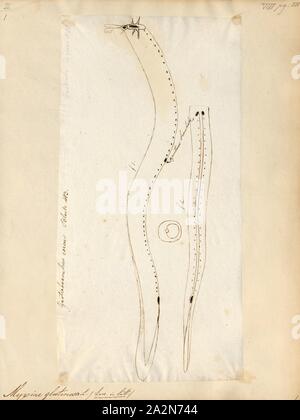 Myxine glutinosa, Print, Myxine glutinosa, known as the Atlantic ...