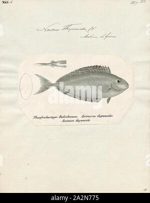 Naseus thynnoides, Print, Naseus is an extinct genus of surgeonfishes ...