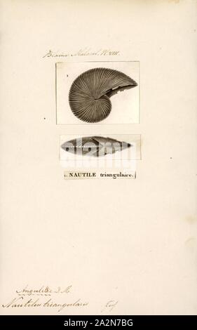 the nautilus is a pelagic marine mollusc of the cephalopod family ...