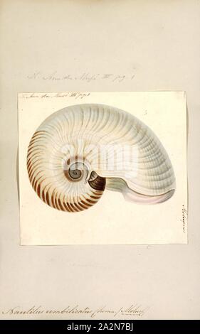 Nautilus umbilicatus, Print, Allonautilus scrobiculatus, also known as ...