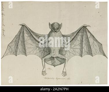 Greater Fishing Bat (Noctilio leporinus), Ecuador Stock Photo - Alamy