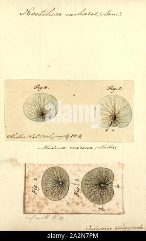 Noctiluca scintillans, commonly known as the Sea Sparkle ...