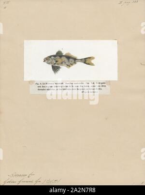 Man-of-war fish, Nomeus gronovii, and a Portuguese man-of-war Stock ...