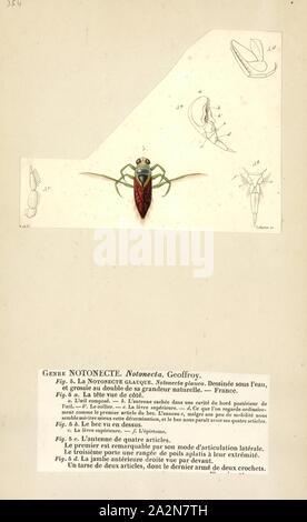 Notonecta, Print, Notonecta, or the common backswimmer, is a genus of ...