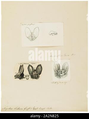 Egyptian Slit-faced Bat (Nycteris thebaica) Mammalia Stock Photo - Alamy