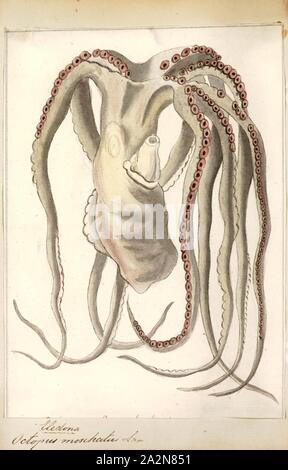 Octopus moschatus, Print, Eledone moschata, the musky octopus, is a ...