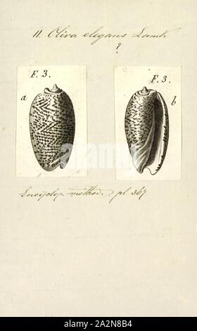 Oliva elegans, Print, Oliva elegans is a species of sea snail, a marine ...