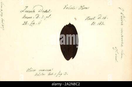 Oliva maura, Print, Animalia (Kingdom) Mollusca (Phylum) Gastropoda ...