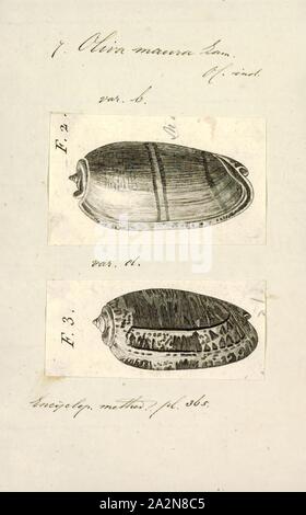 Oliva maura, Print, Animalia (Kingdom) Mollusca (Phylum) Gastropoda ...