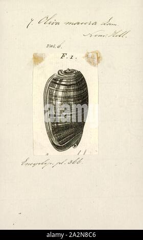 Oliva maura, Print, Animalia (Kingdom) Mollusca (Phylum) Gastropoda ...
