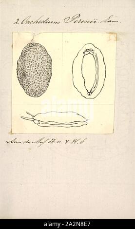 Onchidium peronii, Print, Peronia peronii is a species of air-breathing ...