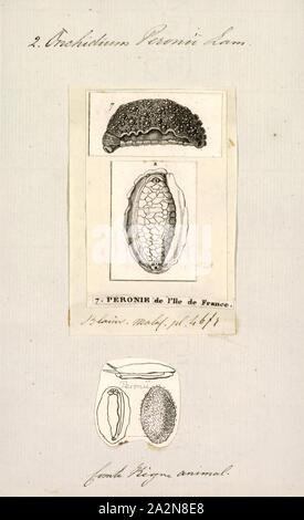 Onchidium peronii, Print, Peronia peronii is a species of air-breathing ...