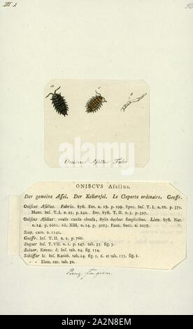 Oniscus asellus, Common Woodlouse Stock Photo - Alamy