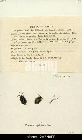 Oniscus asellus, Print, Oniscus asellus, the common woodlouse, is one ...