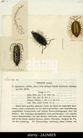Oniscus asellus, Print, Oniscus asellus, the common woodlouse, is one ...