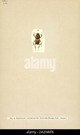 Oniticellus, Print, Oniticellus is a genus of dung beetles in the ...