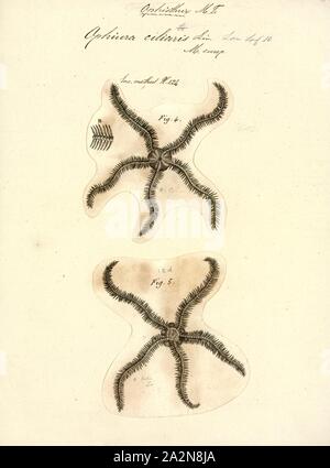 Brittle star (Order Ophiurida) on a zoanthid (Parazoanthus sp.). A ...