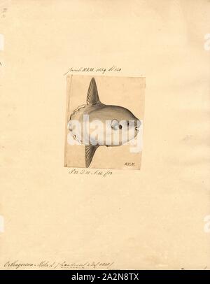 Orthagoriscus mola, Print, 1700-1880, Reimagined by Gibon, design of ...