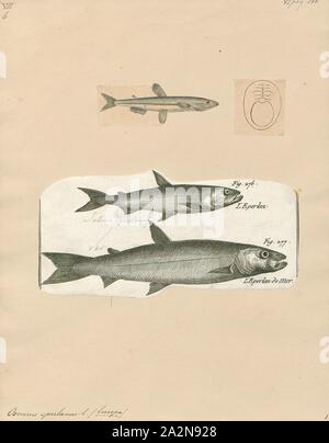Osmerus eperlanus, Print, The smelt or European smelt (Osmerus ...