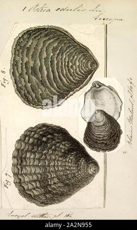 European flat oyster, Colchester native oyster, mud oyster, edible ...