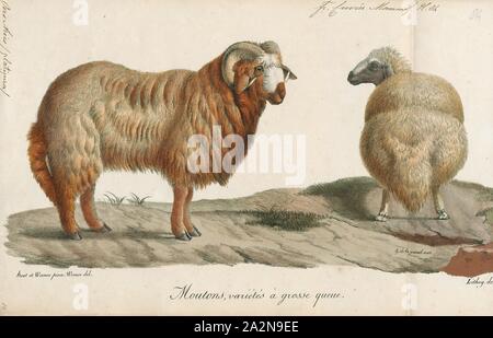 Ovis aries platyura, Print, Ovis is a genus of mammals, part of the ...