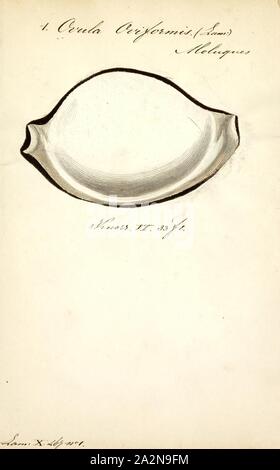 Ovula oviformis, Print, Ovula is a genus of sea snails, marine ...