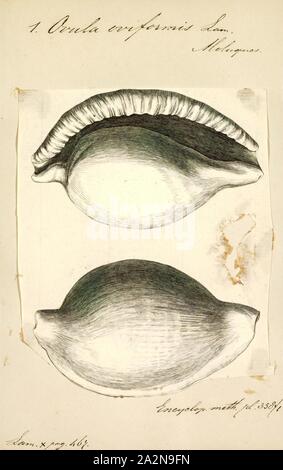 Ovula oviformis, Print, Ovula is a genus of sea snails, marine ...