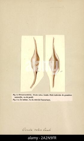 Ovula volva, Print, Ovula is a genus of sea snails, marine gastropod ...