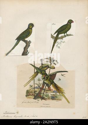 The Alexandrine parakeet, also known as the Alexandrine parrot, is a ...