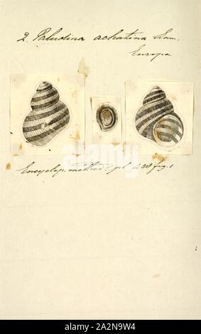 Paludina achatina, Print, Viviparus, common name the river snails, is a ...