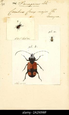 Panagaeus, Print, Panagaeus is a genus of ground beetle native to the ...