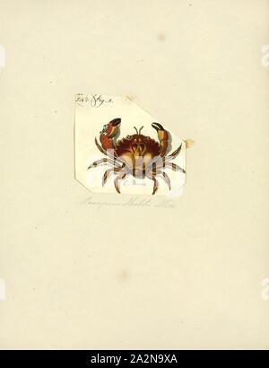 Panopeus herbstii, Print, Panopeus herbstii (the black-fingered mud ...