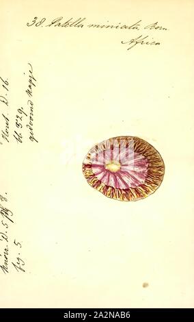 Patella miniata, Print, Cymbula miniata is a species of sea snail, a ...