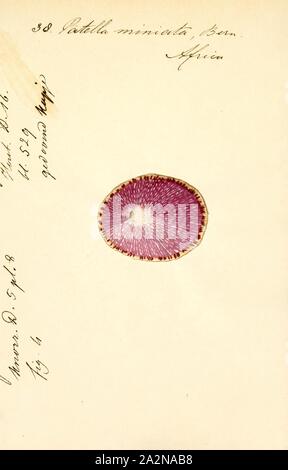 Patella miniata, Print, Cymbula miniata is a species of sea snail, a ...